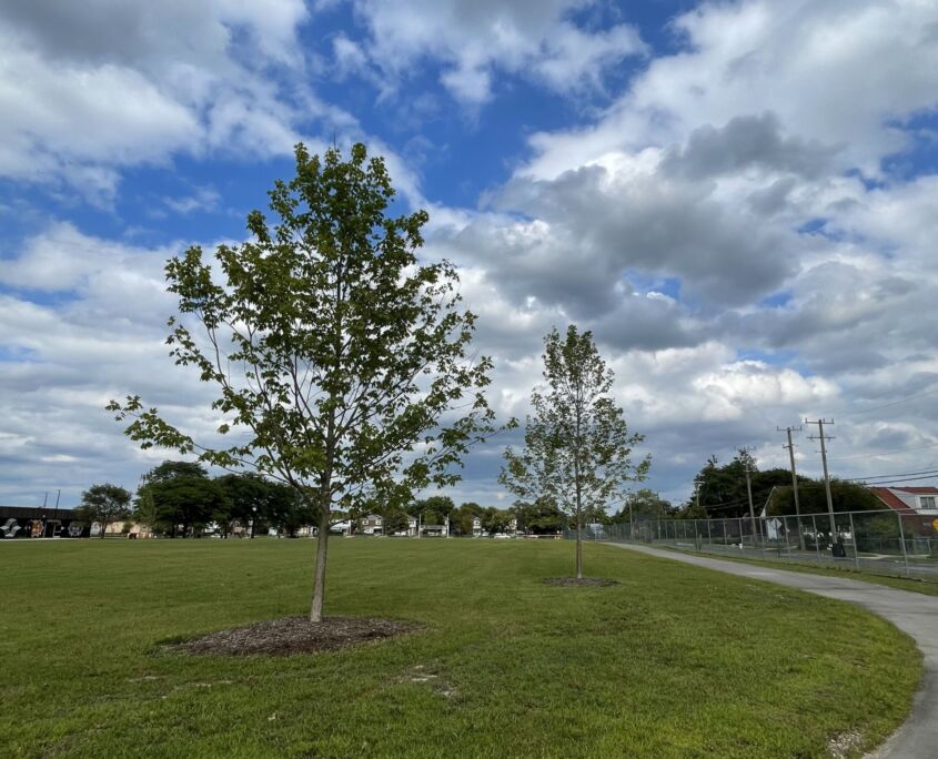 Carbon-Storing Trees: The Smart Choices for a Healthier, Greener Future